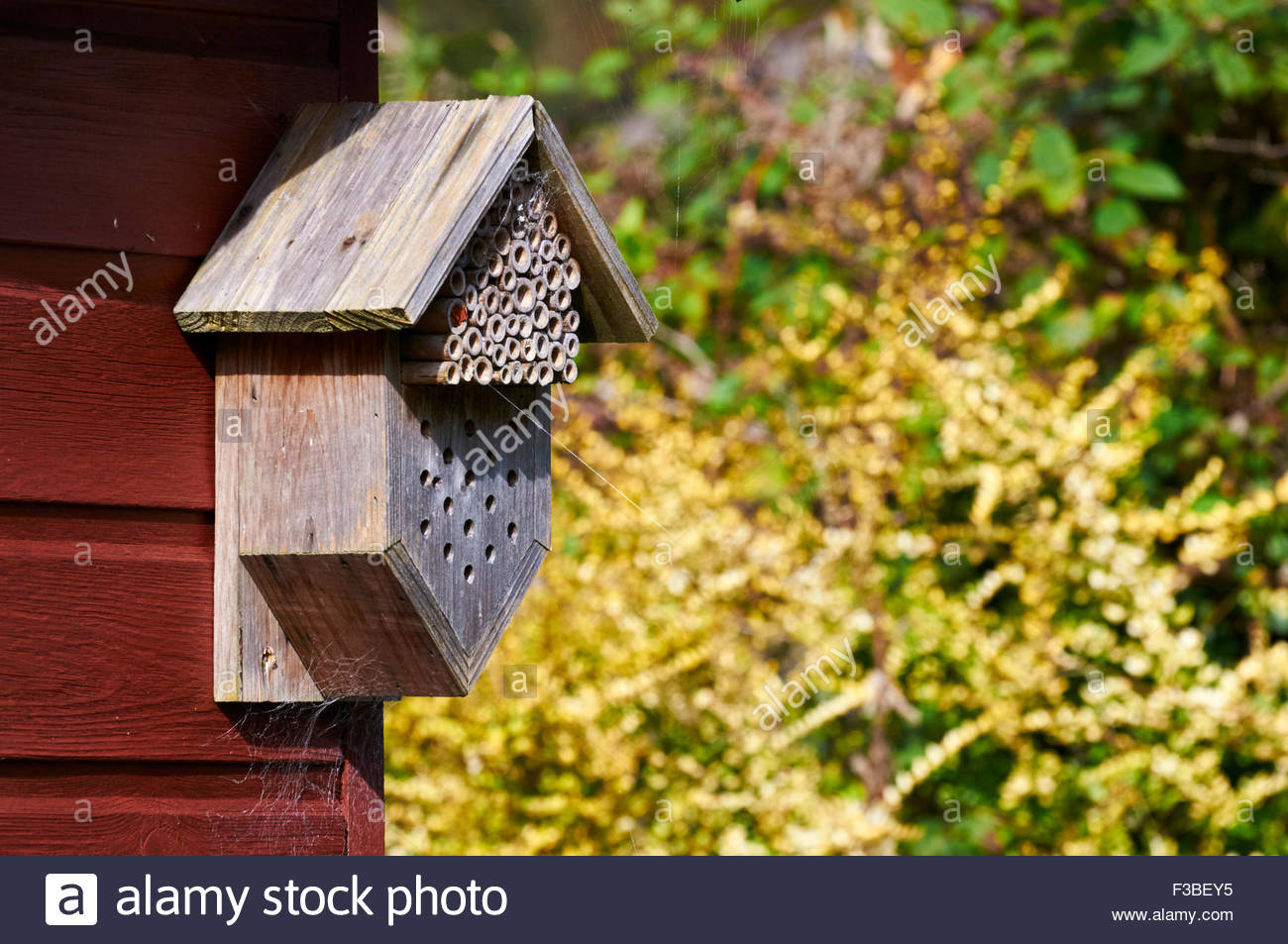 Insect Nesting Stock Photos & Insect Nesting Stock Images - Alamy