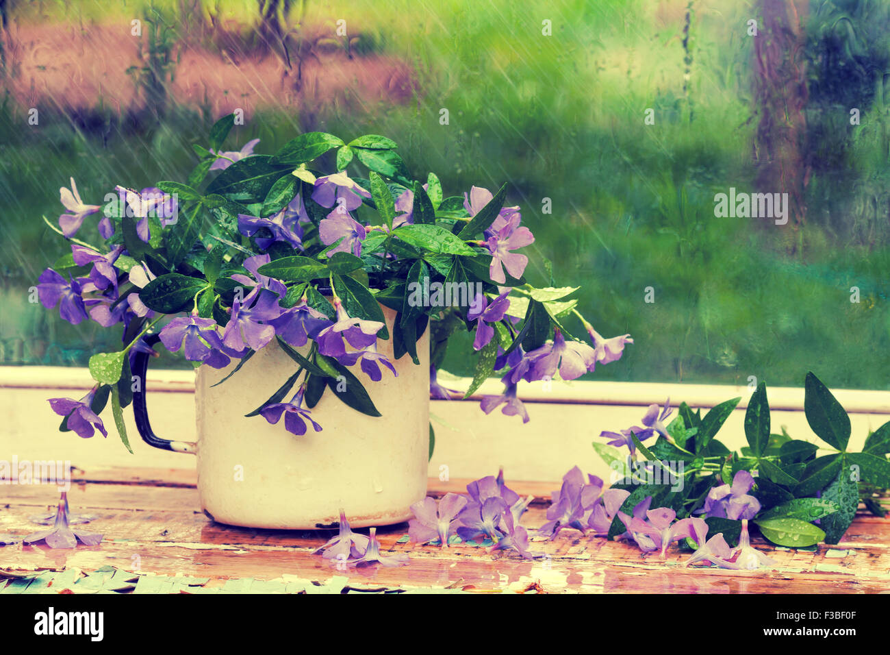Periwinkle flowers near window in the rain Stock Photo - Alamy