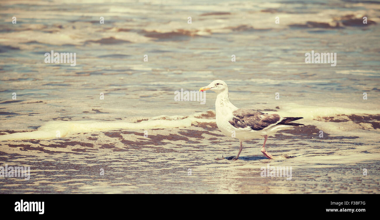 Retro toned wading bird, panoramic nature background Stock Photo - Alamy
