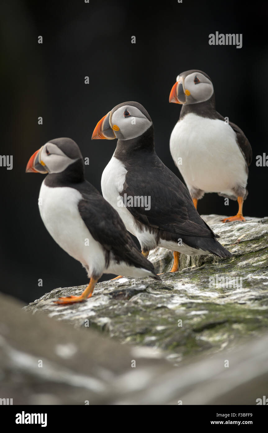 3 puffins standing on cliff Stock Photo - Alamy