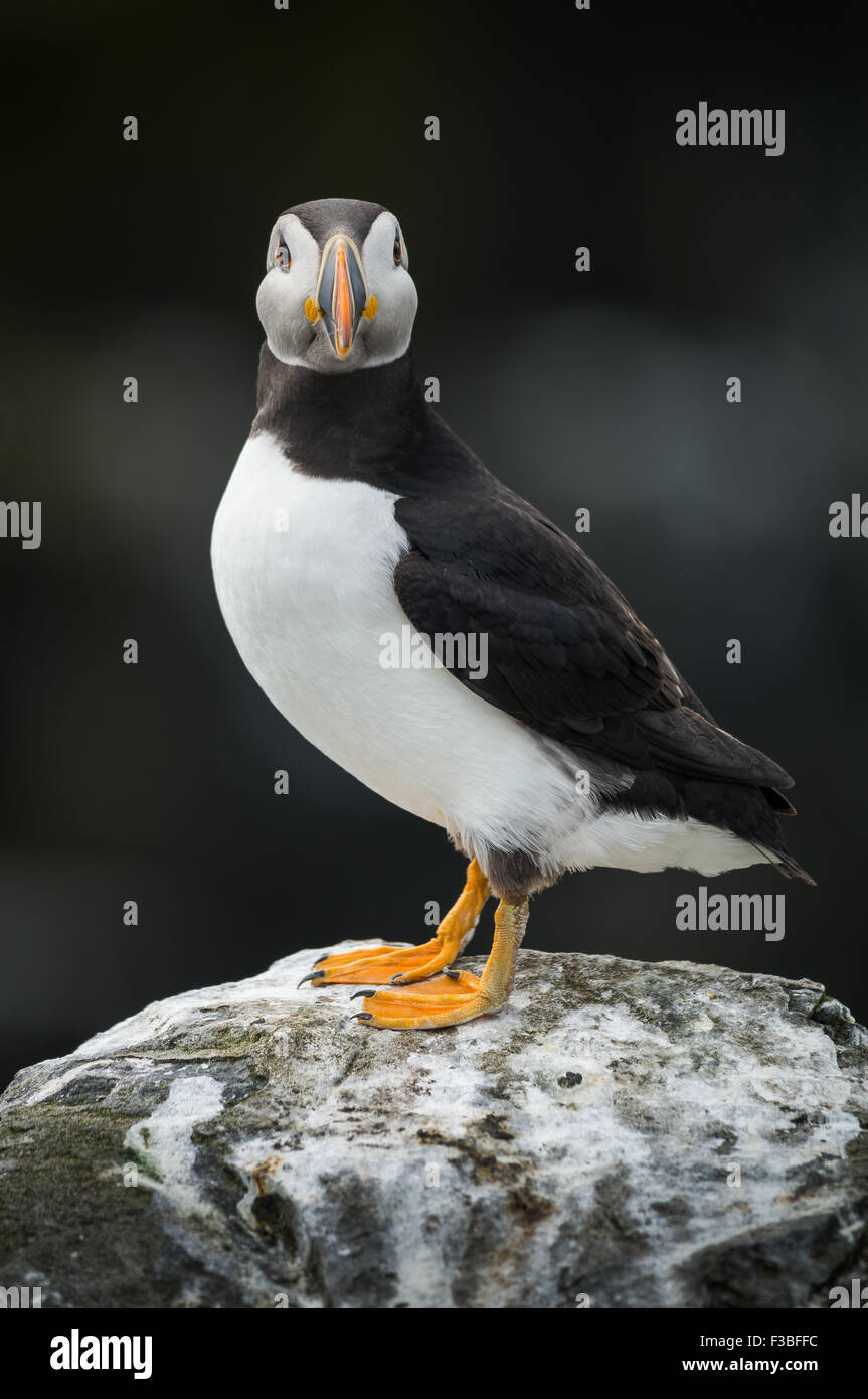 Single puffin looking directly at camera Stock Photo - Alamy