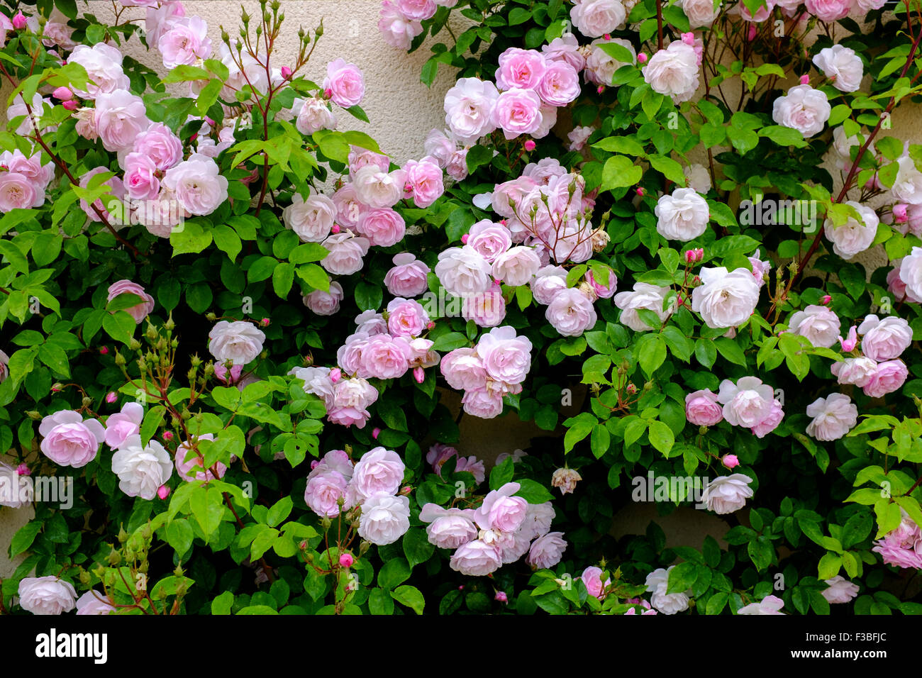 Wall trained hi-res stock photography and images - Alamy