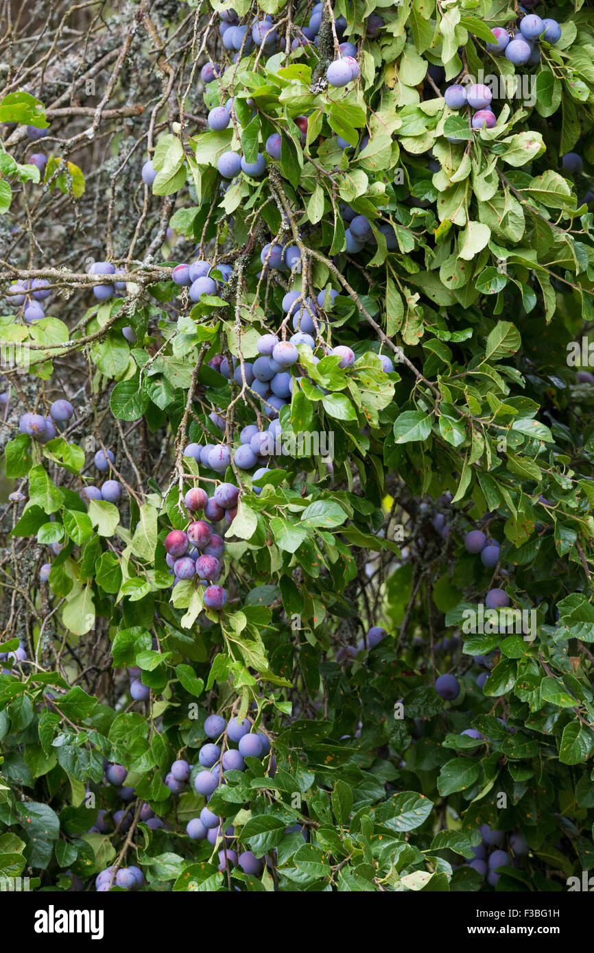 Plums on the branch of the plum-tree Stock Photo - Alamy