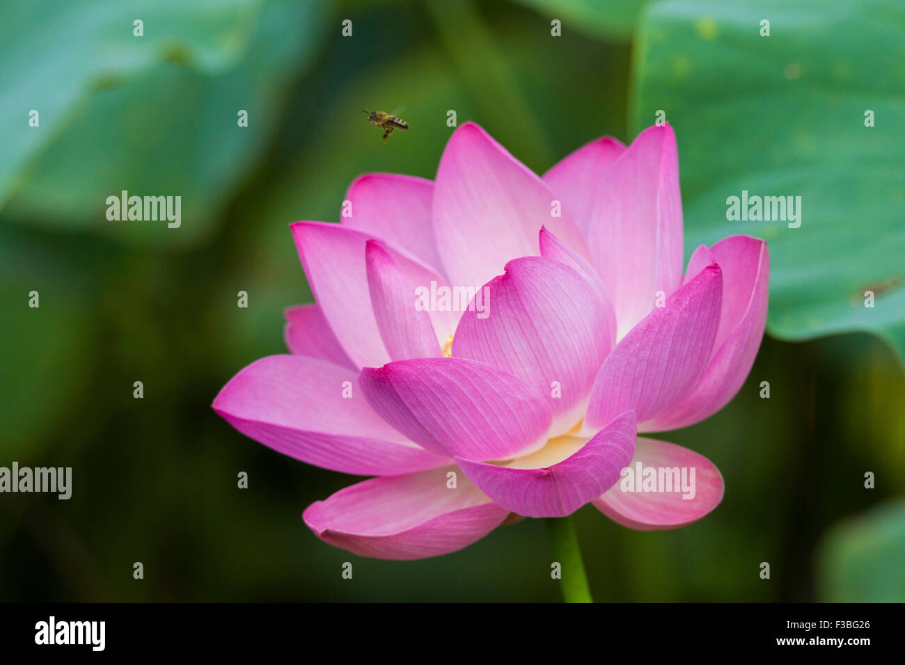 Indian Pink lotus flower and bee Stock Photo - Alamy
