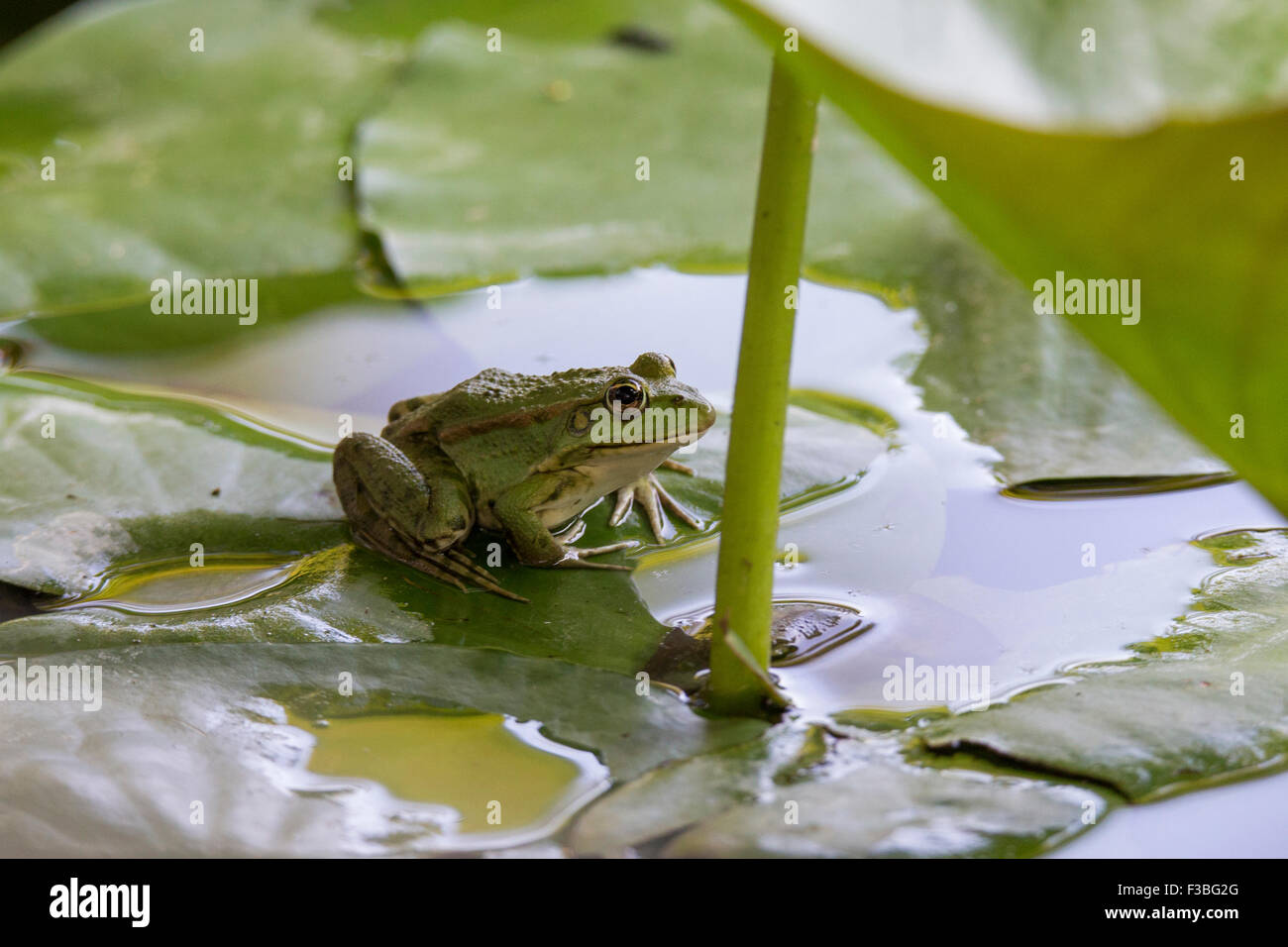 Green marsh frog on lotus leaf Stock Photo - Alamy