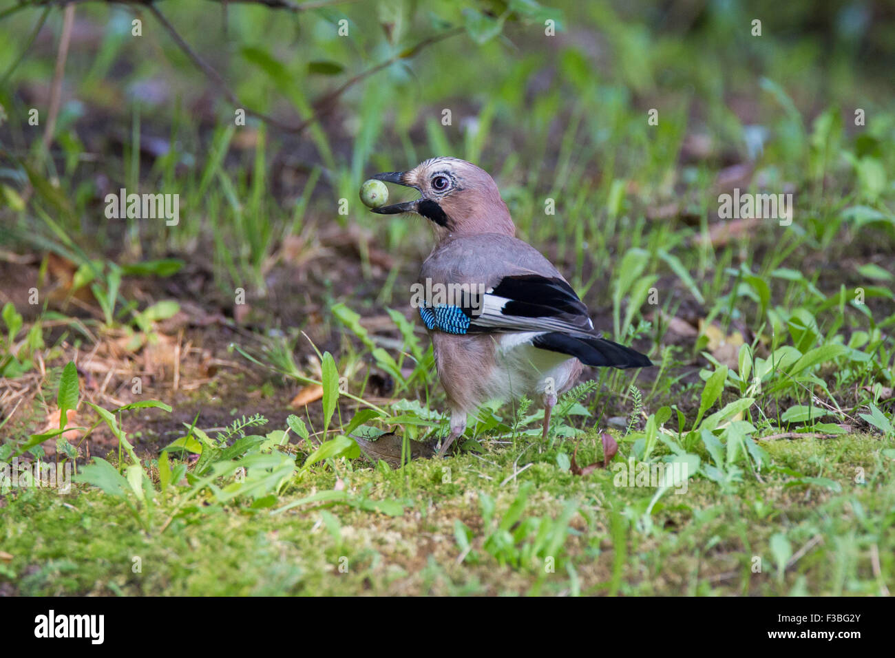Eurasian Jay (Garrulus glandarius) with acorn nut Stock Photo - Alamy