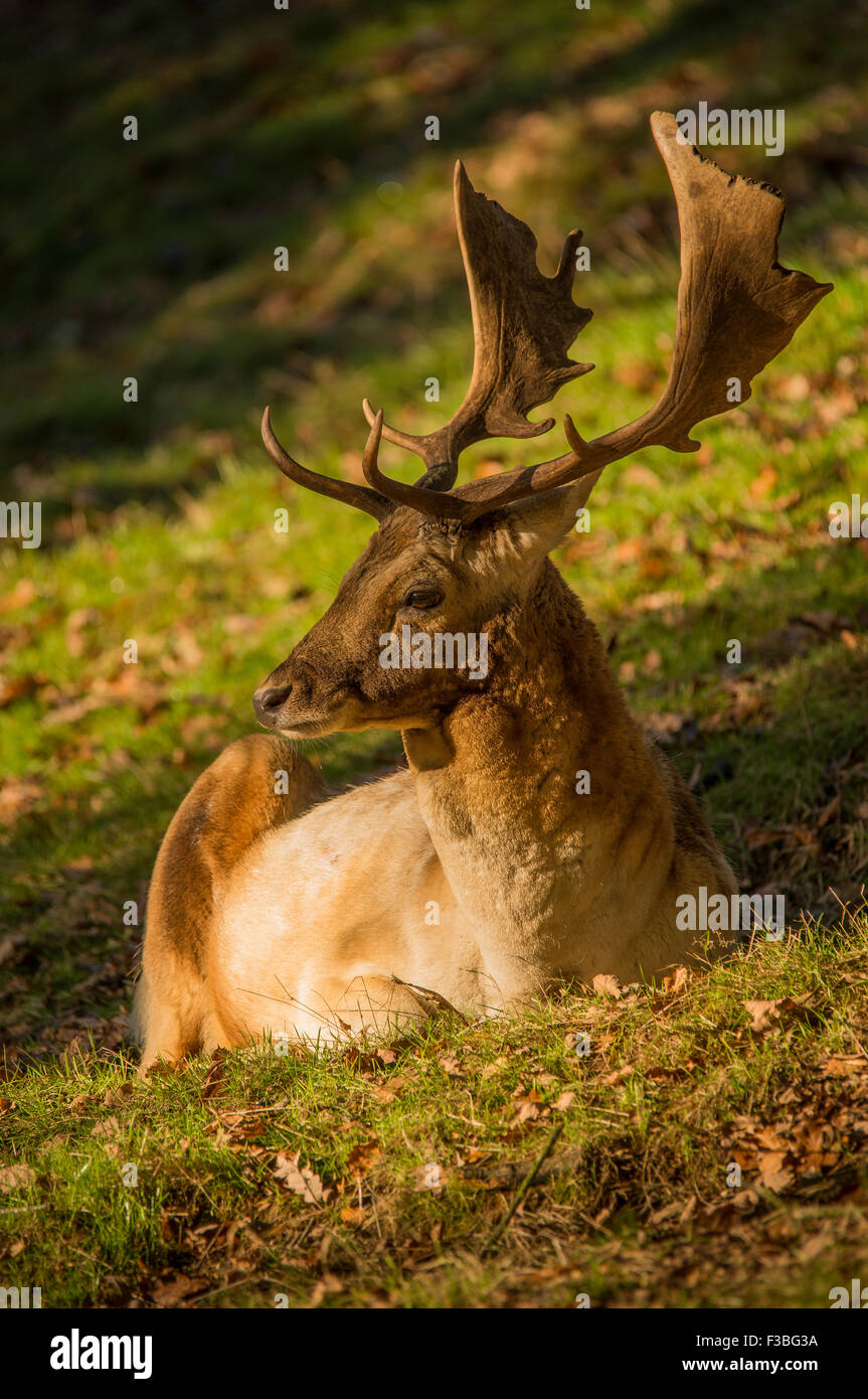 Buck sitting hi-res stock photography and images - Alamy