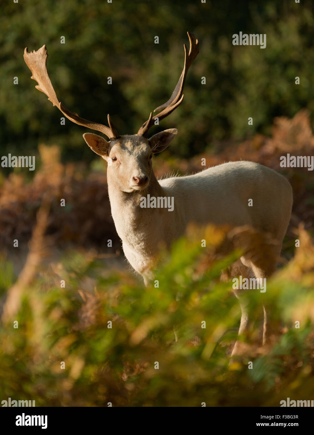 Breeding Fallow Deer High Resolution Stock Photography and Images - Alamy