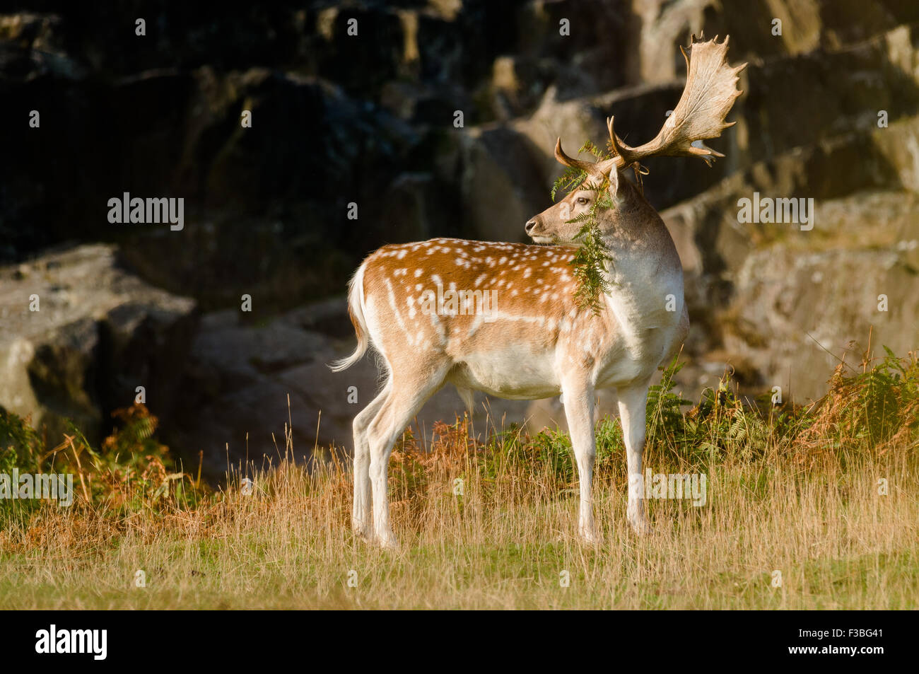 Male fallow deer (buck) standing in early morning light with dressed ...