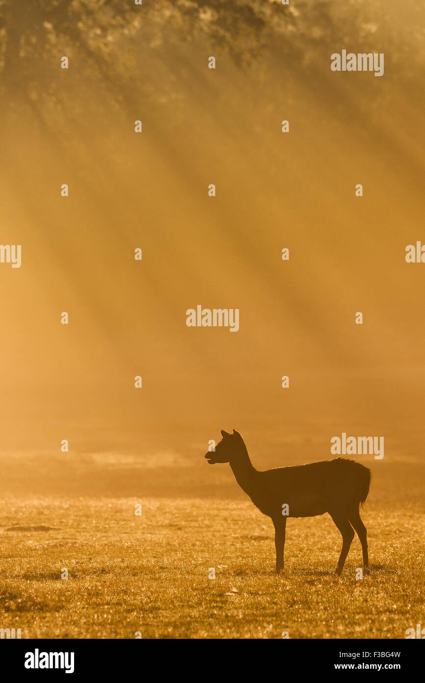 Fallow deer silhouette hi-res stock photography and images - Alamy