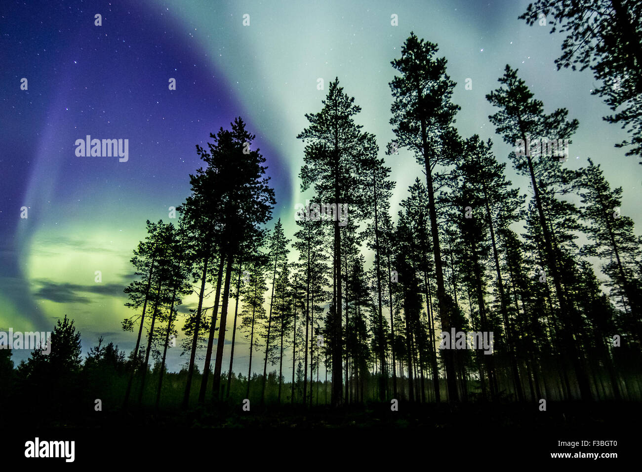Northern lights over forest in hi-res stock photography and images - Alamy
