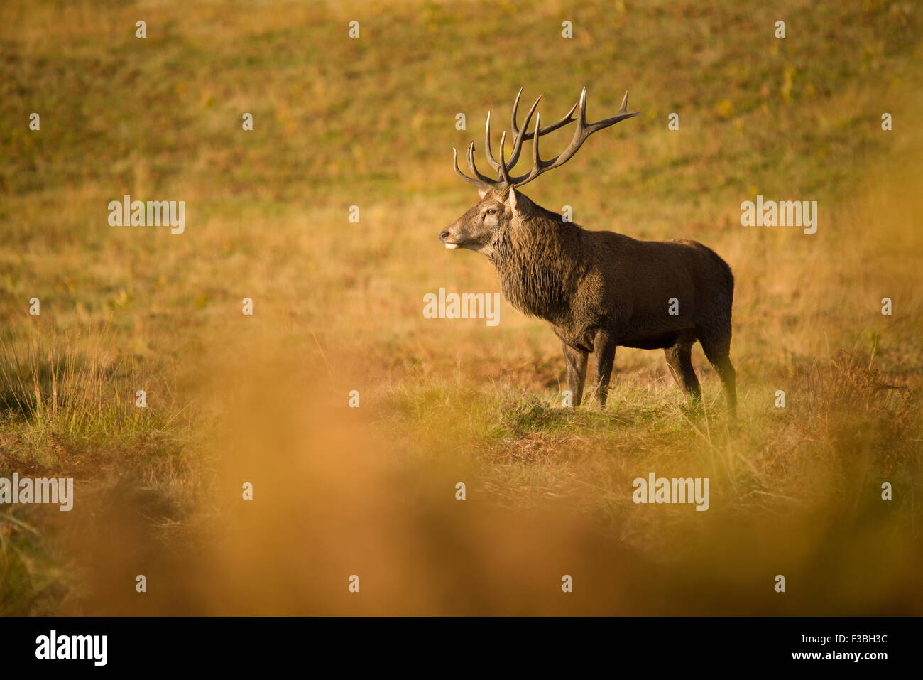 Large red deer male stag standing in field Stock Photo - Alamy