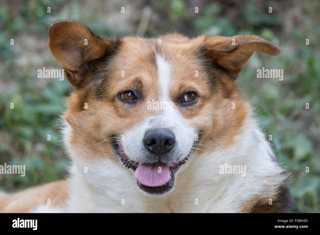 Cute Portrait of Crossbreed dog Stock Photo - Alamy