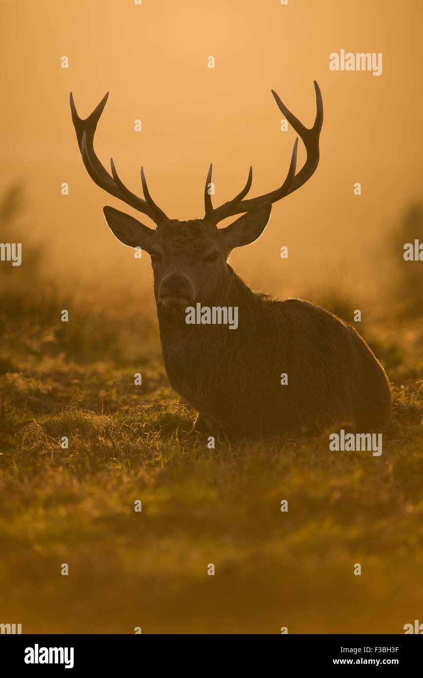 Red deer male stag sitting in field at sunset Stock Photo - Alamy
