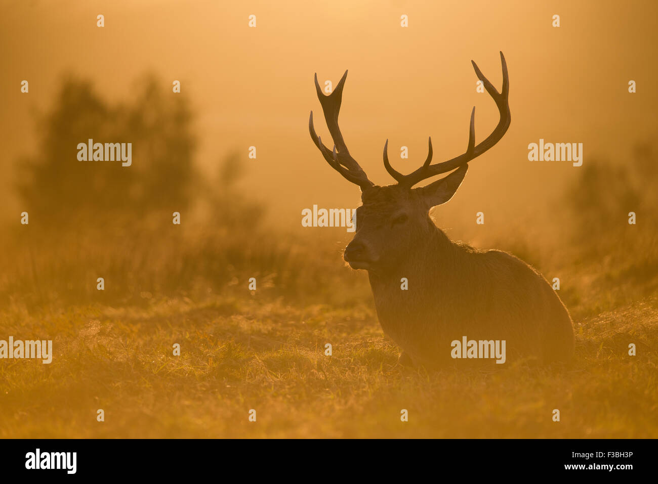 Stag at sunset hi-res stock photography and images - Alamy
