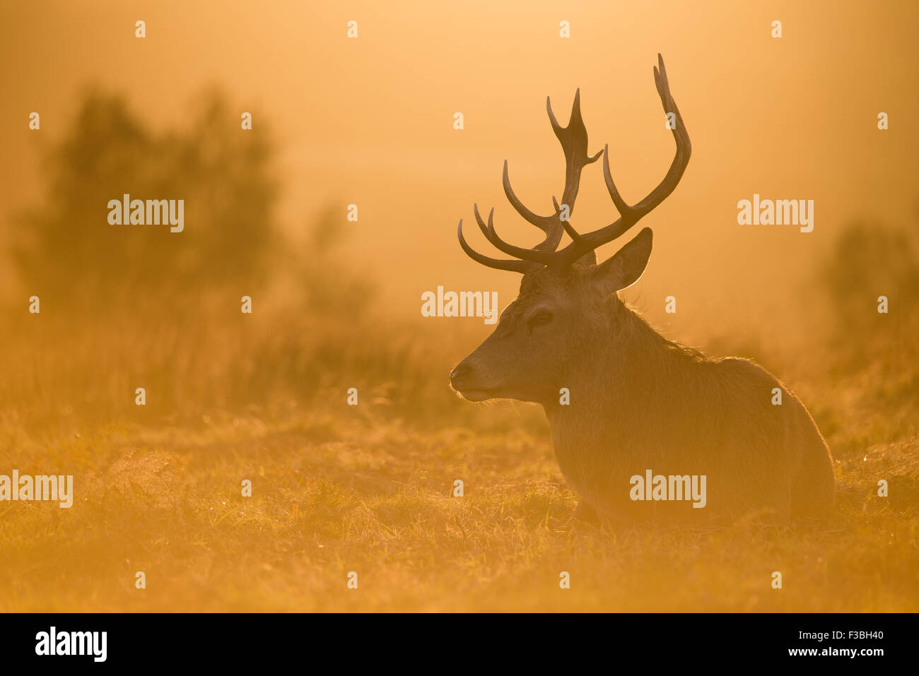 Stag at sunset hi-res stock photography and images - Alamy
