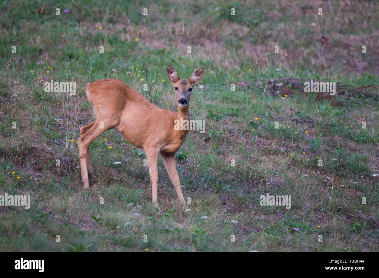 Deer night camera hi-res stock photography and images - Alamy