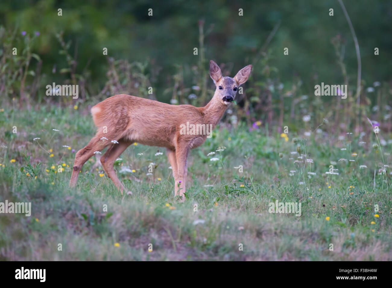 Roe deer fawn hi-res stock photography and images - Alamy