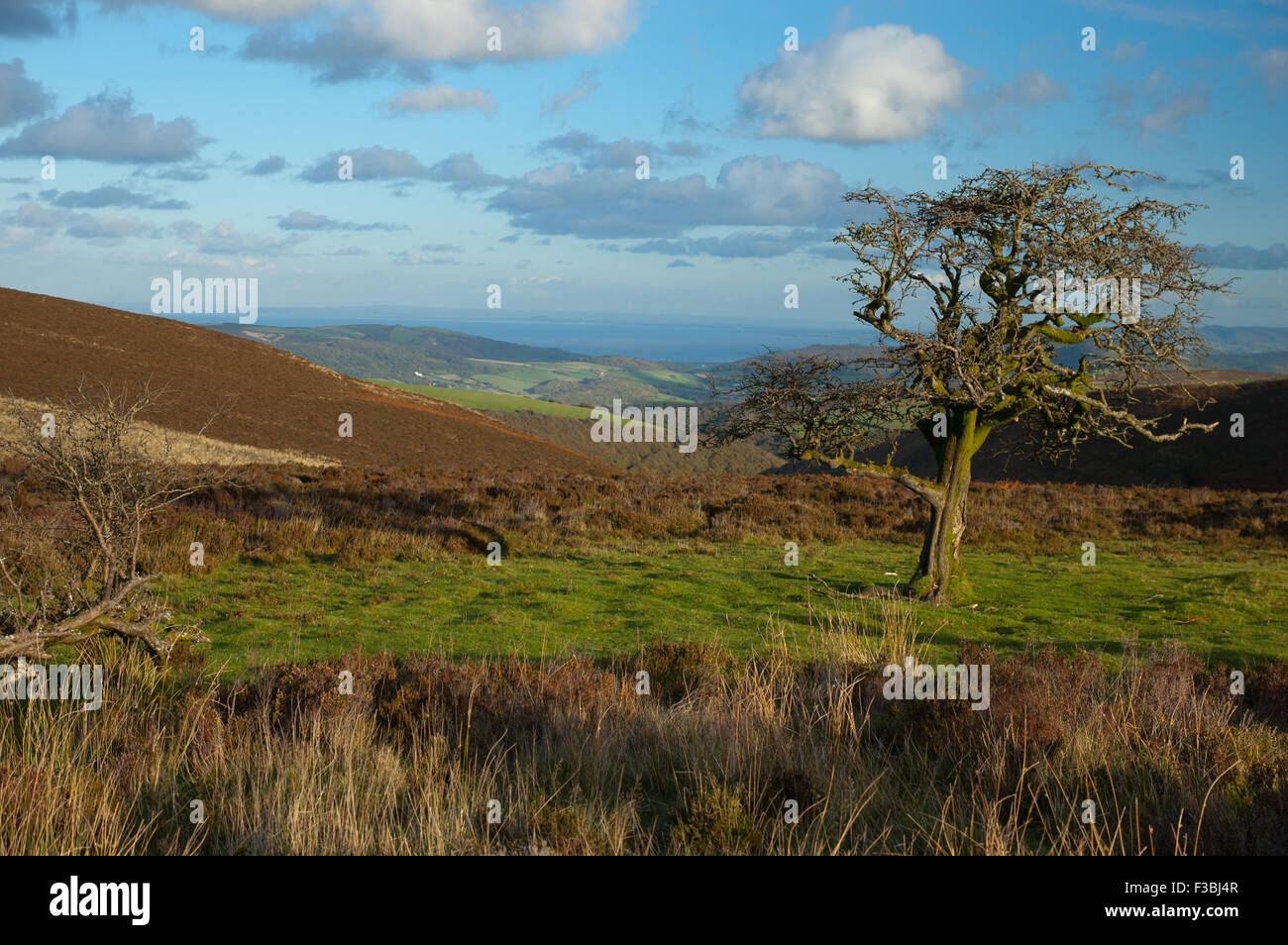 Moorland Scenery, Exmoor National Park, United Kingdom Stock Photo - Alamy