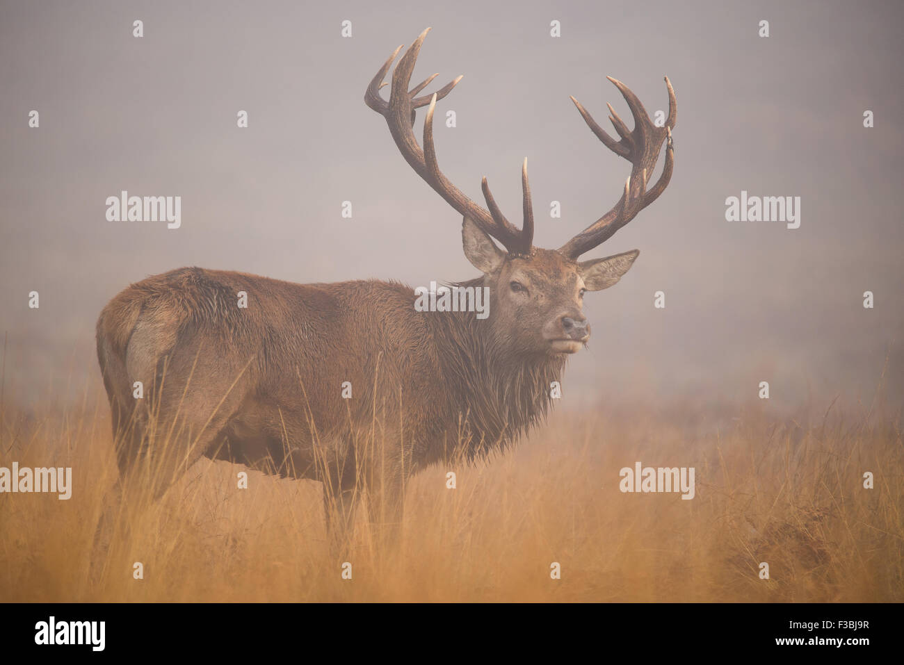 Large red deer stag in thick fog Stock Photo - Alamy