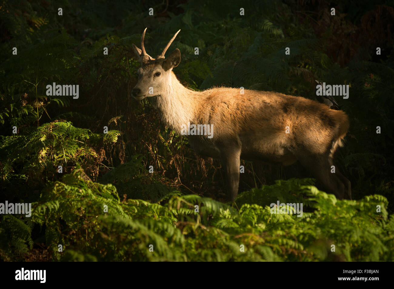 Male tick hi-res stock photography and images - Alamy