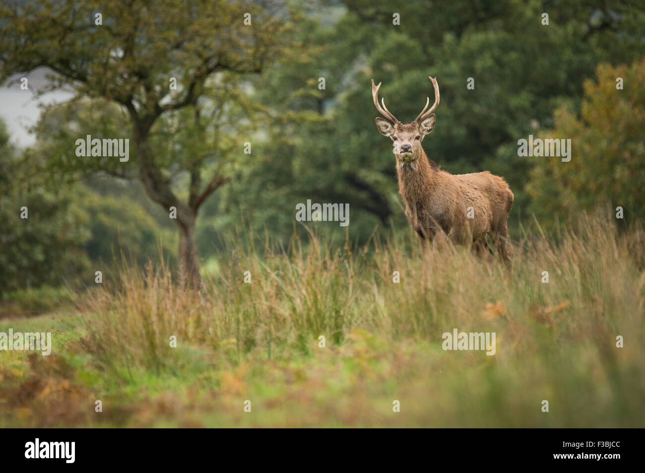 Single red deer stag in woodland setting Stock Photo - Alamy