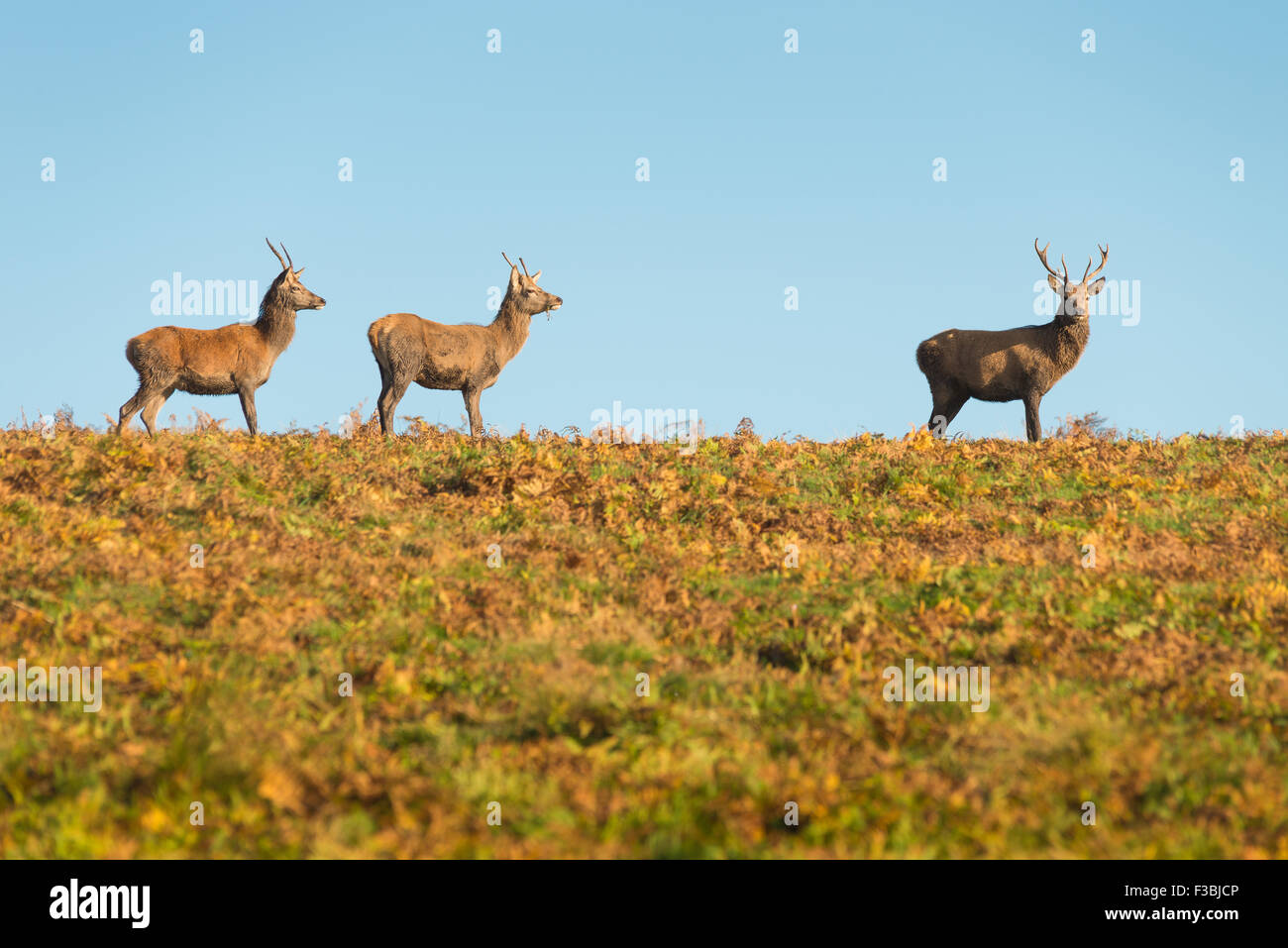 Two young red deer stags following older stag Stock Photo - Alamy