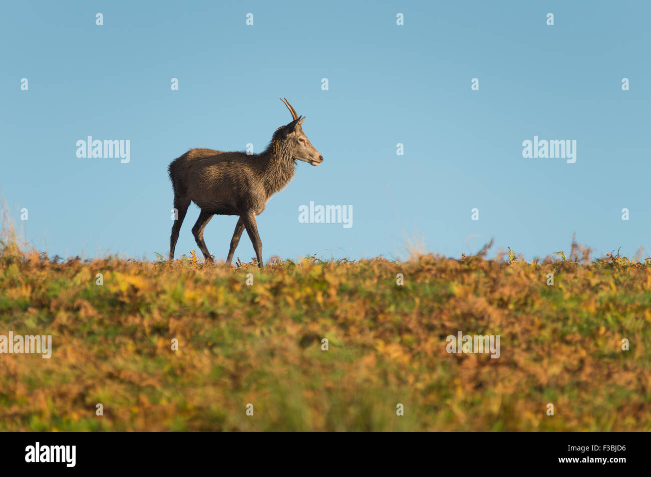Single young red deer stag Stock Photo - Alamy
