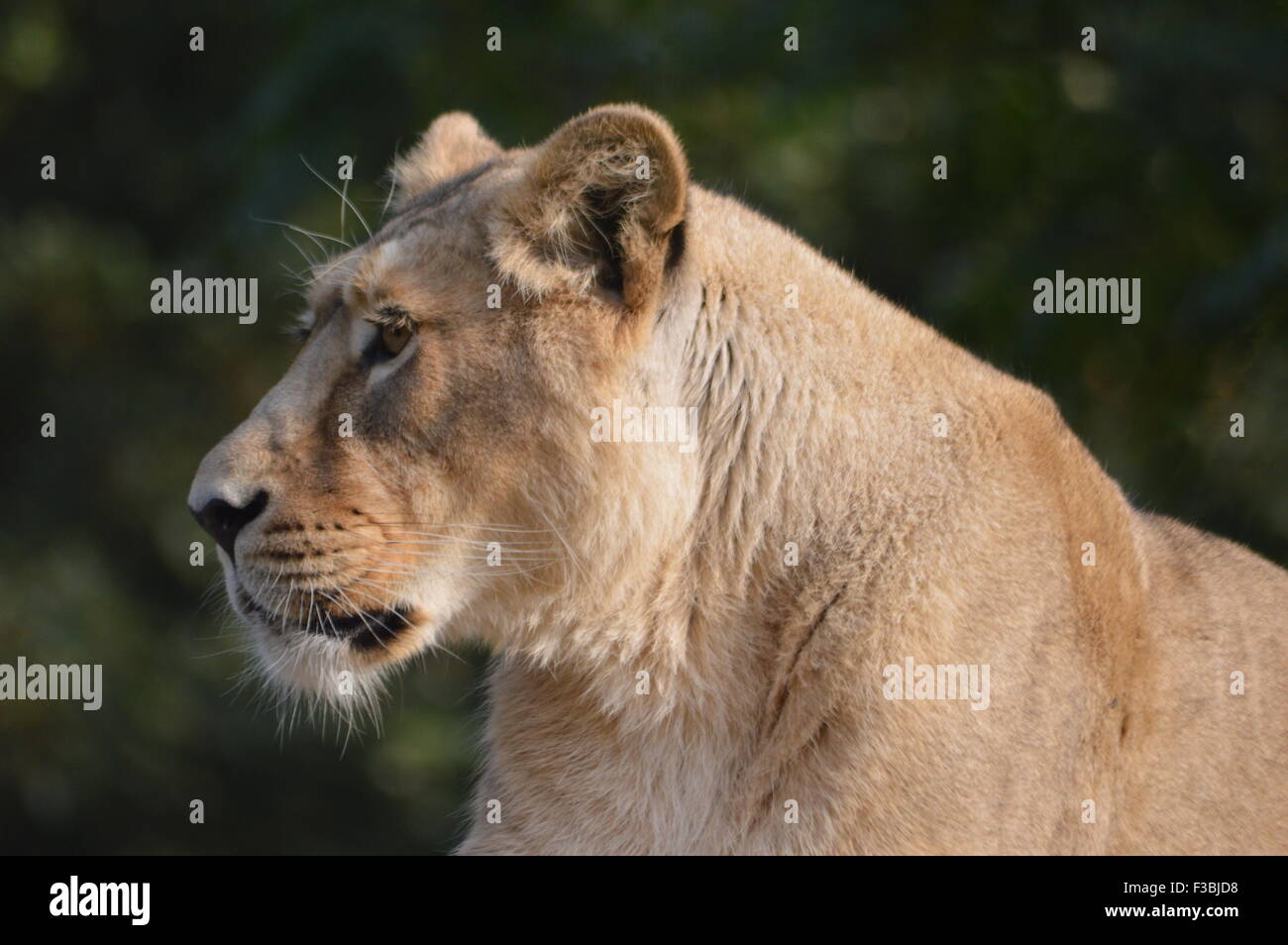Lion ear close up hi-res stock photography and images - Alamy