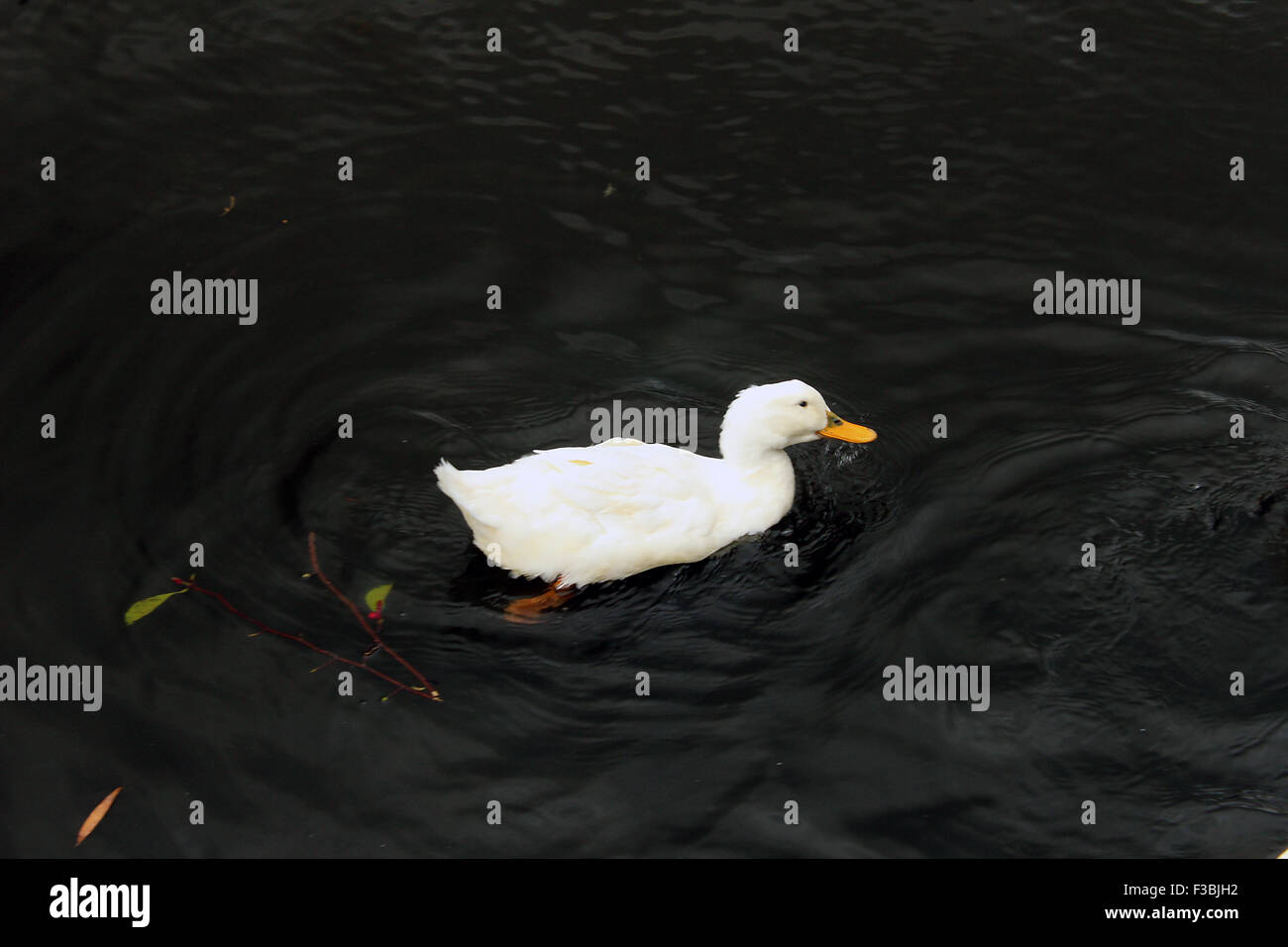 Single white duck is swiming on a pond Stock Photo - Alamy