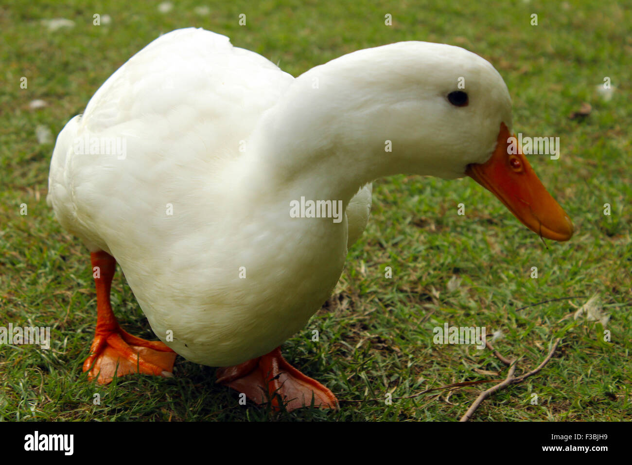 A white duck standing on grass Stock Photo - Alamy