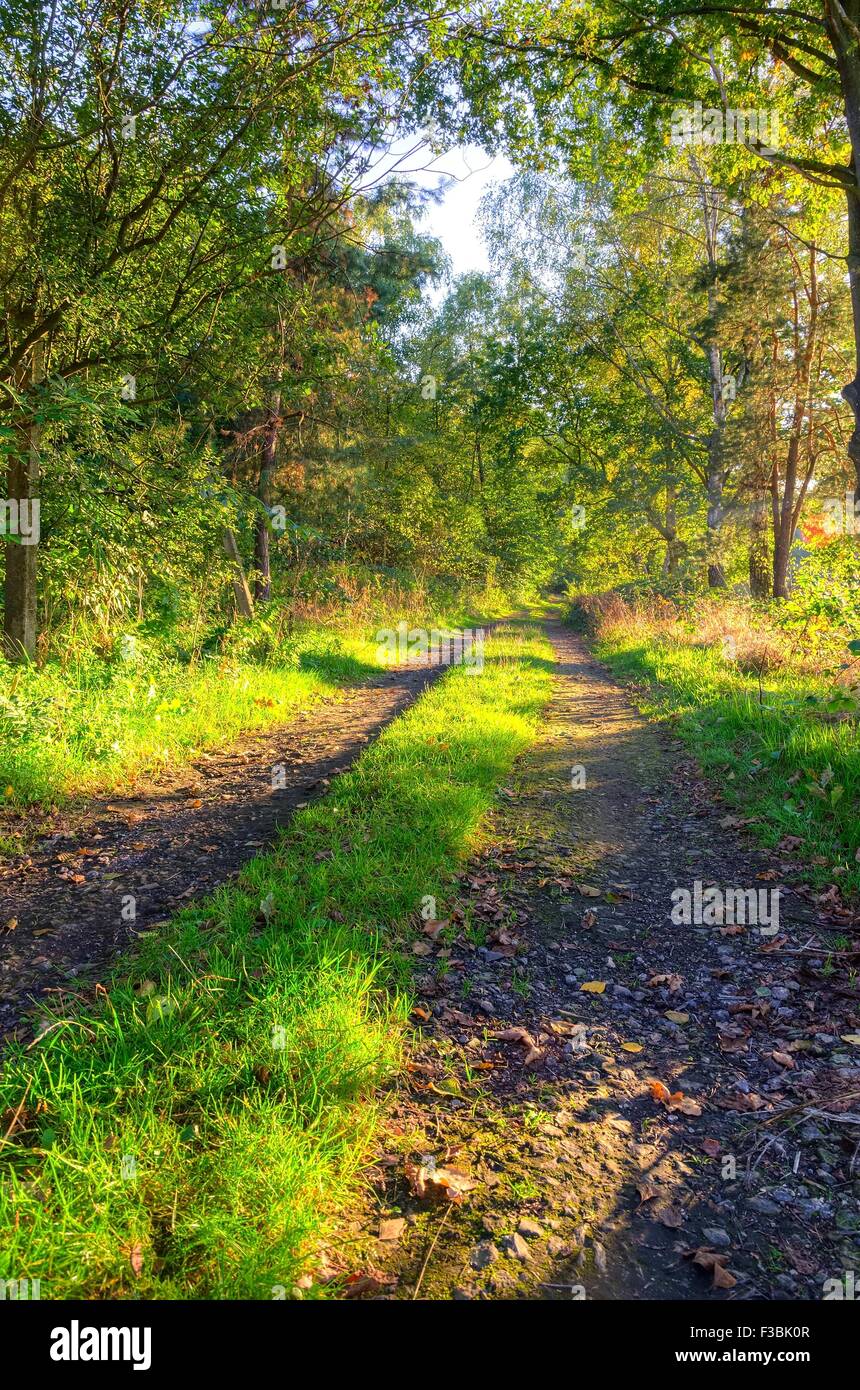 Grass path forest hi-res stock photography and images - Alamy