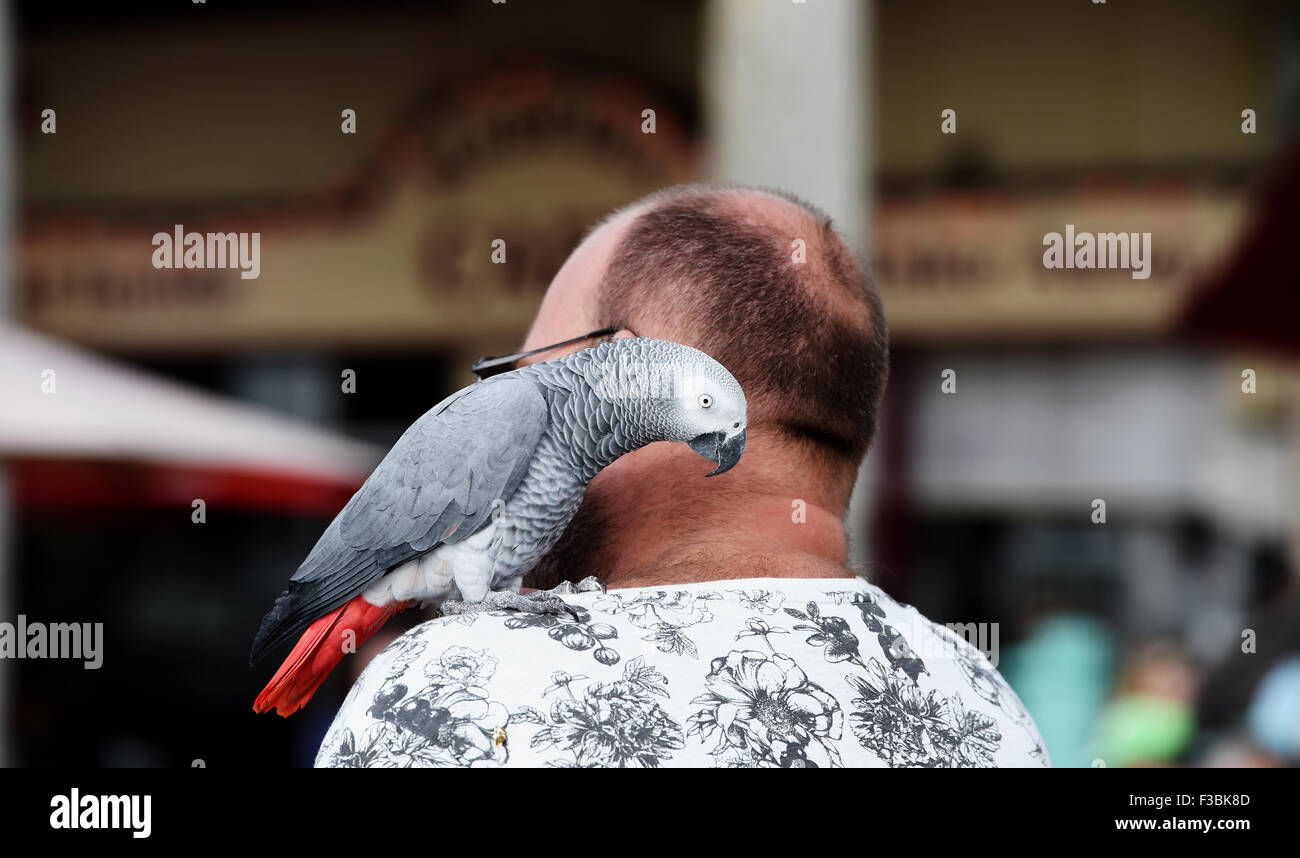 Parrot on the shoulder hi-res stock photography and images - Alamy