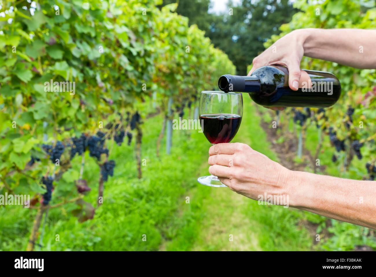Two hands pouring red wine in glass at vineyard in autumn Stock Photo ...