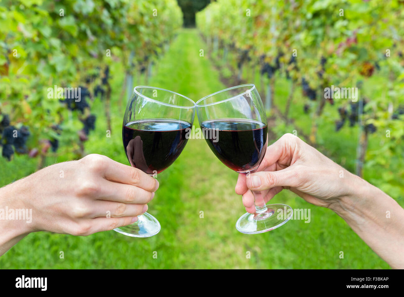 Male and female hand toasting with red wine in path of vineyard with ...