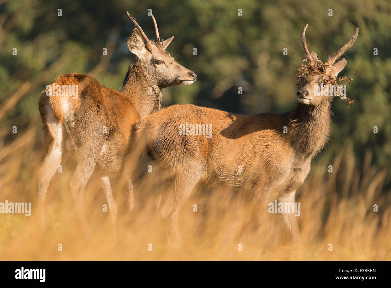 Two young red deer stags Stock Photo - Alamy