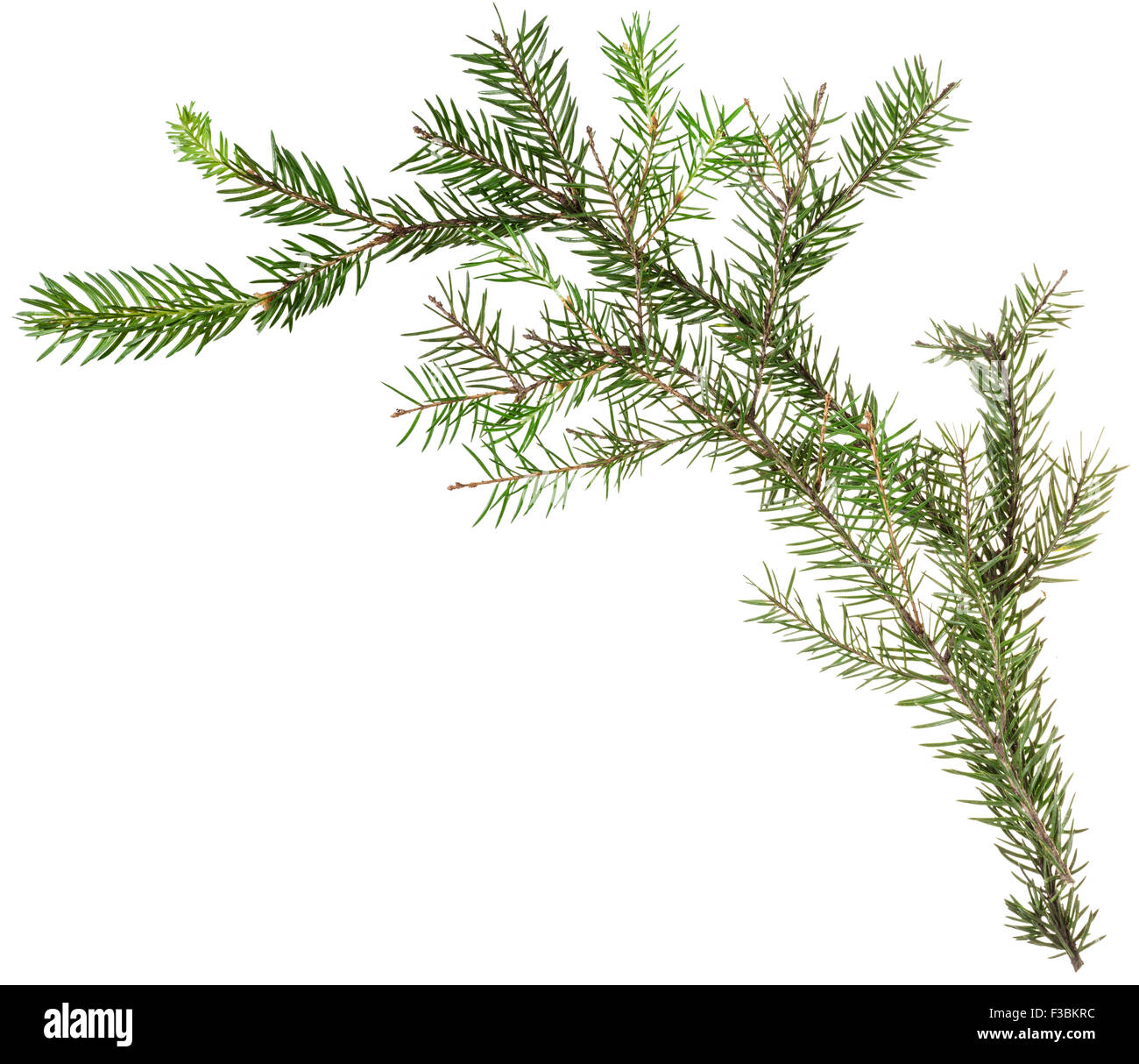 Simple twig on tree Cut Out Stock Images & Pictures - Alamy