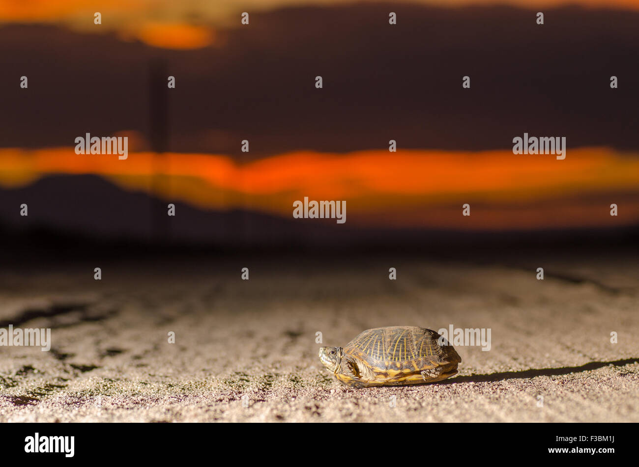 Female Desert Box Turtle, (Terrapene ornata luteola), on a dirt road at ...