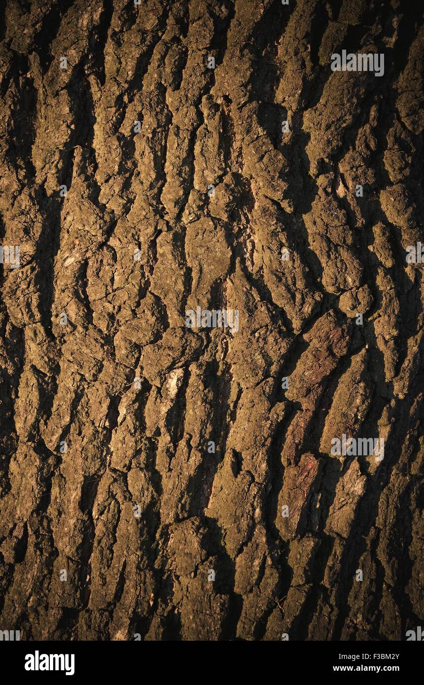 Bark wood texture hi-res stock photography and images - Alamy