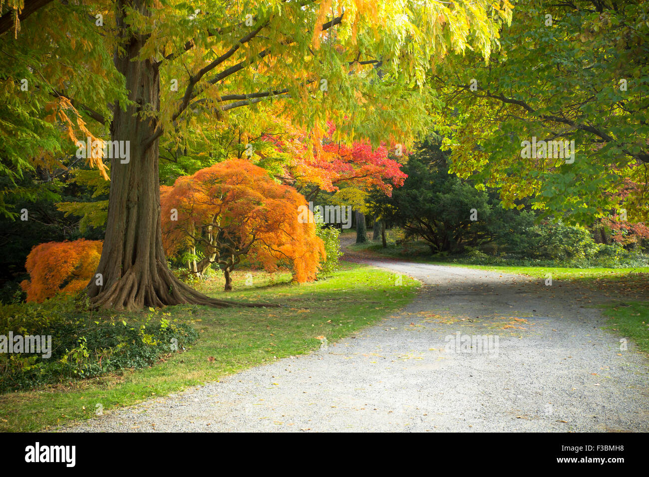 Beautiful park foliage trees hi-res stock photography and images - Alamy