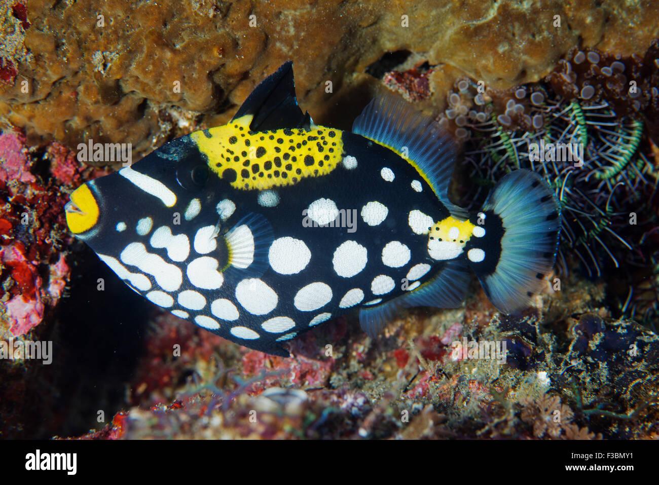 Clown Triggerfish