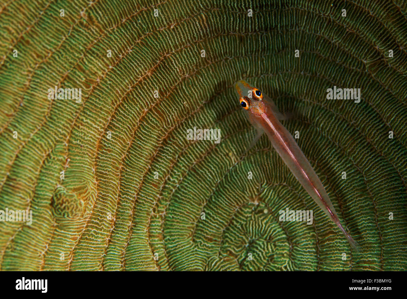 Bryaninops loki hi-res stock photography and images - Alamy