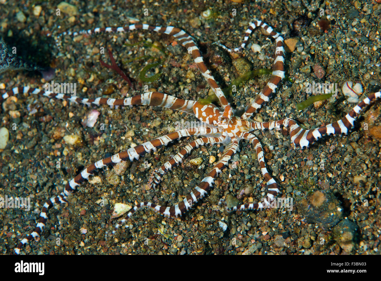 Wonderpus octopus, Wunderpus photogenicus, Flores Indonesia Stock Photo ...