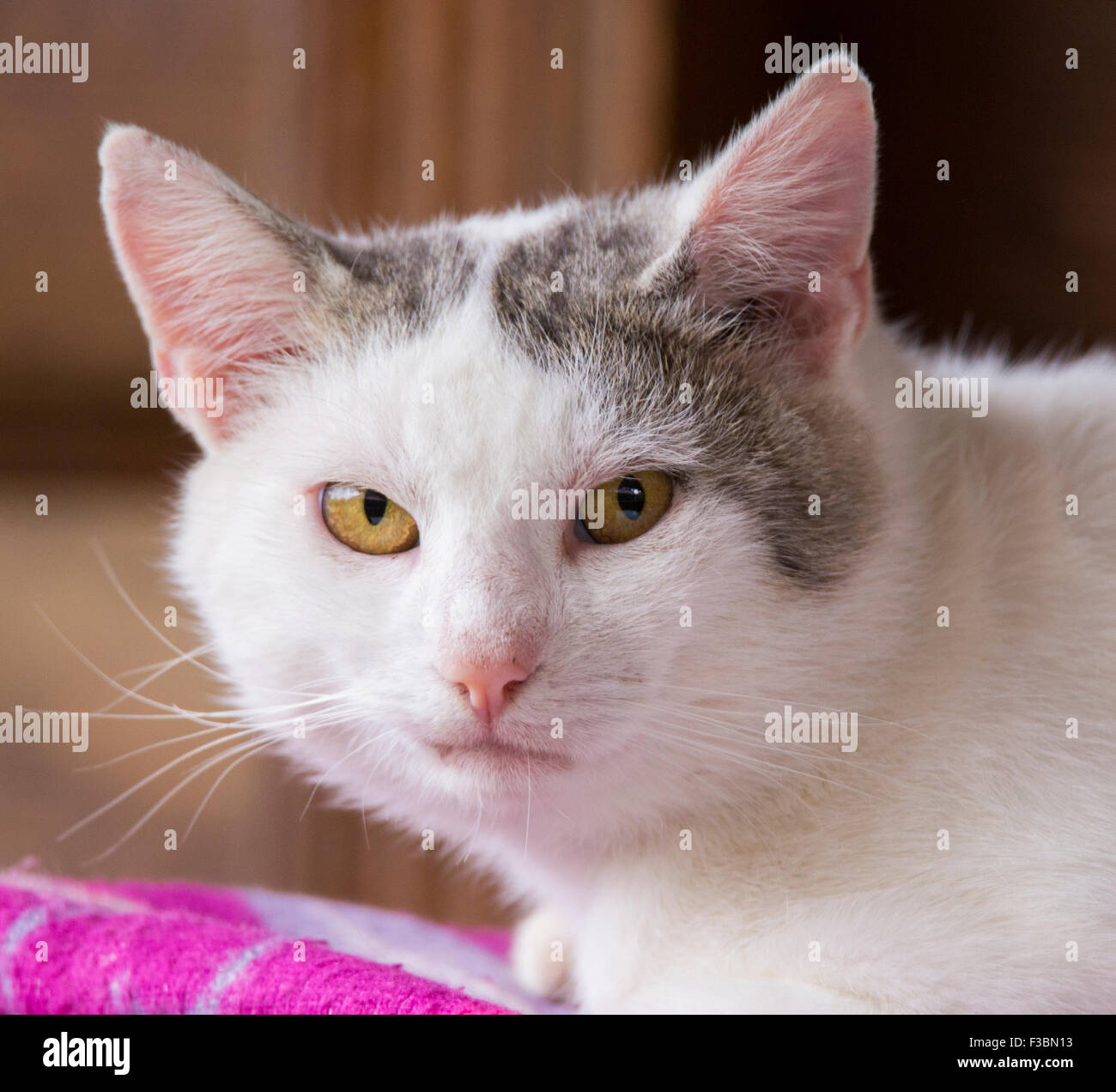 Cat of european breed hi-res stock photography and images - Alamy