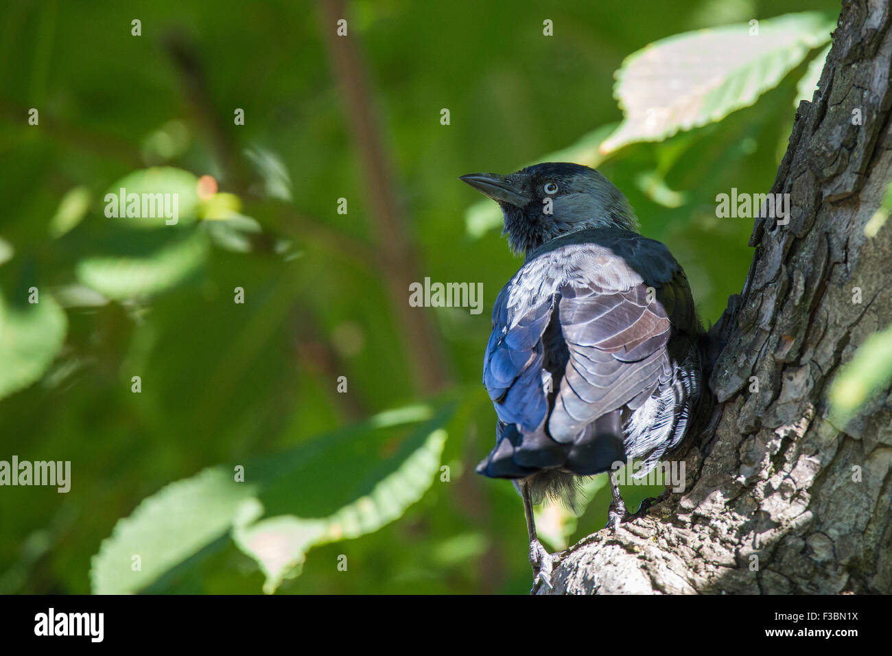 Corvine birds hi-res stock photography and images - Alamy