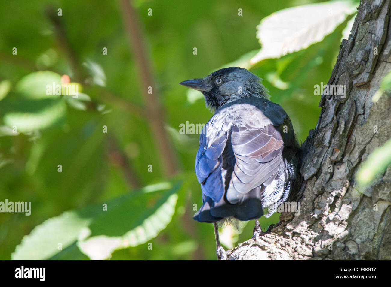 Western jackdaw or Eurasian jackdaw (Corvus monedula Stock Photo - Alamy