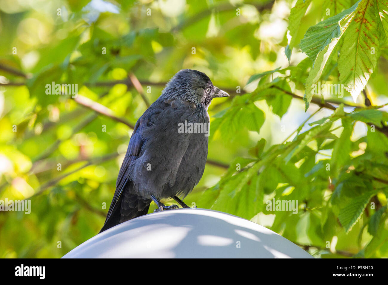 Western jackdaw or Eurasian jackdaw (Corvus monedula Stock Photo - Alamy