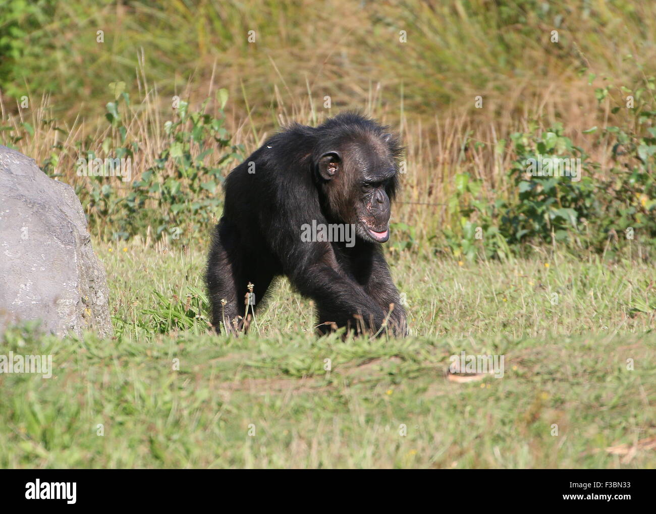 Chimpance comun hi-res stock photography and images - Alamy