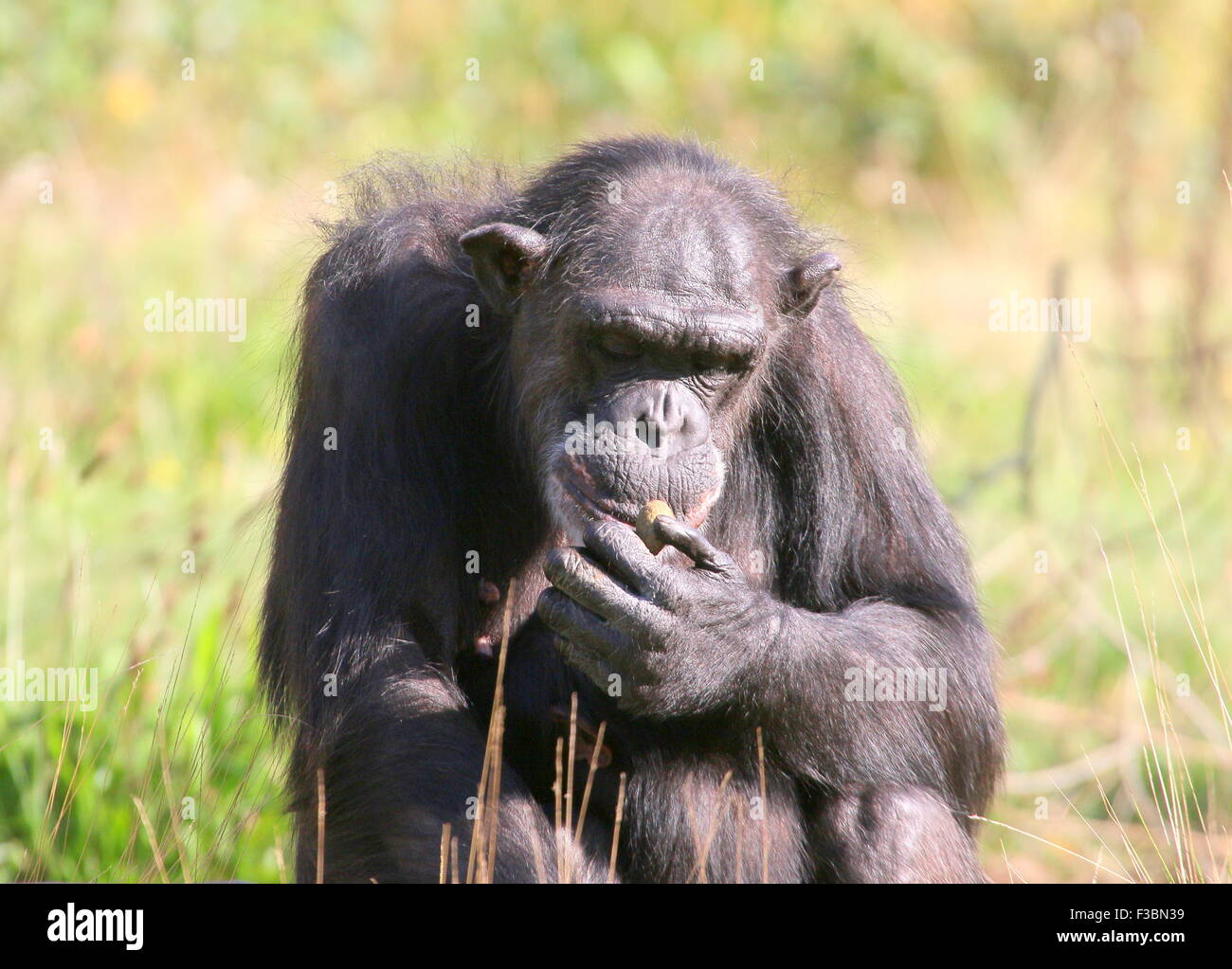 Female chimpanzee face hi-res stock photography and images - Alamy