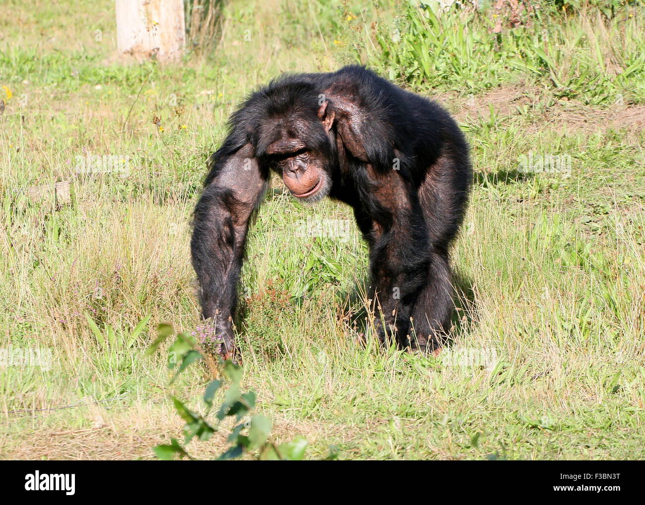 Alpha chimpanzee hi-res stock photography and images - Alamy